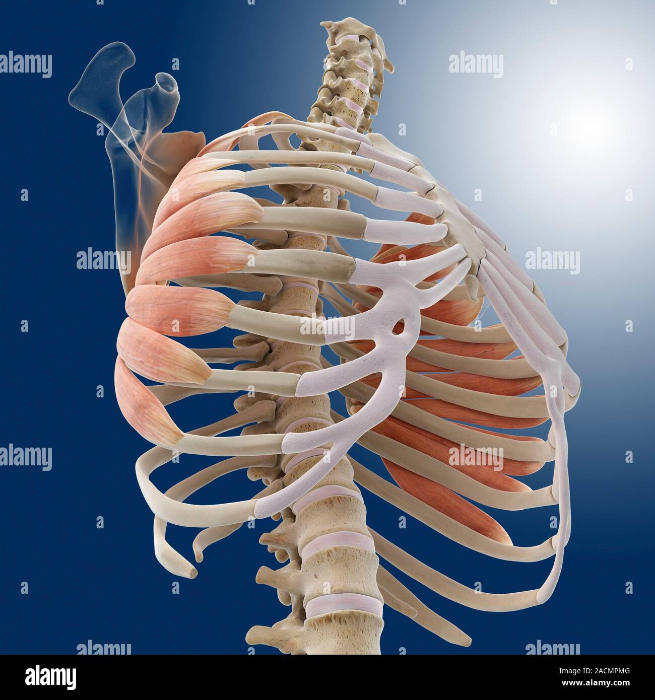 Serratus anterior Muskeln. Computer Artwork des Brustkorbes zeigt die ...