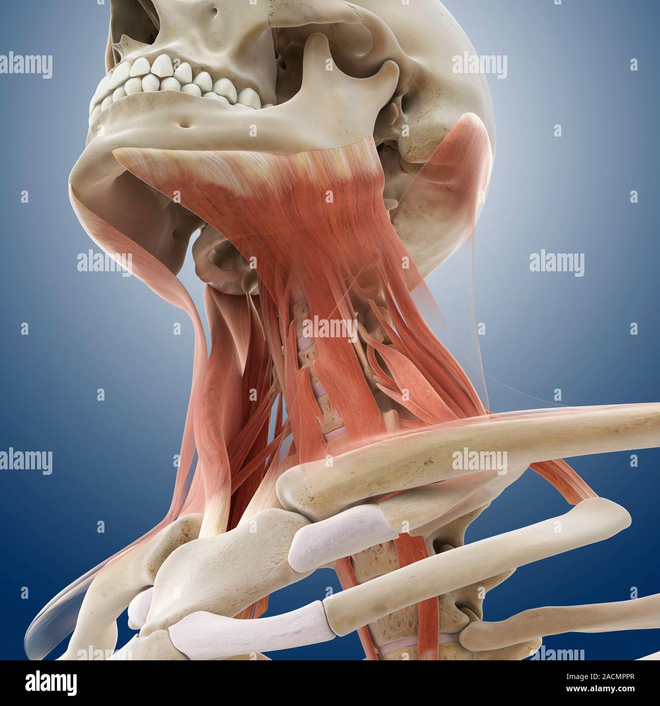 Muskeln des Halses, computer Artwork. An der Wirbelsäule sind die ...