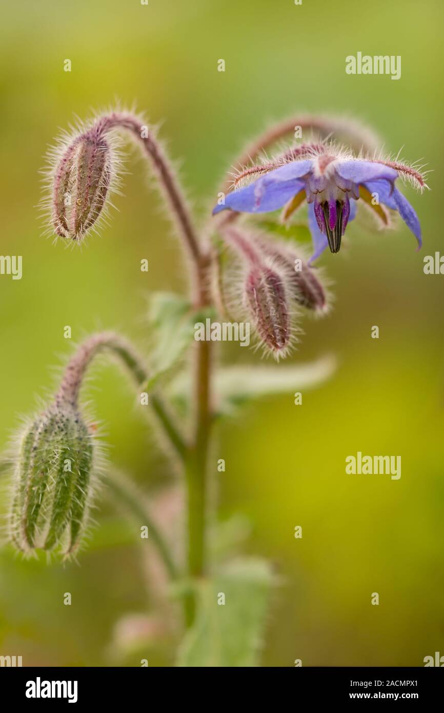 Blume medizinisch -Fotos und -Bildmaterial in hoher Auflösung – Alamy