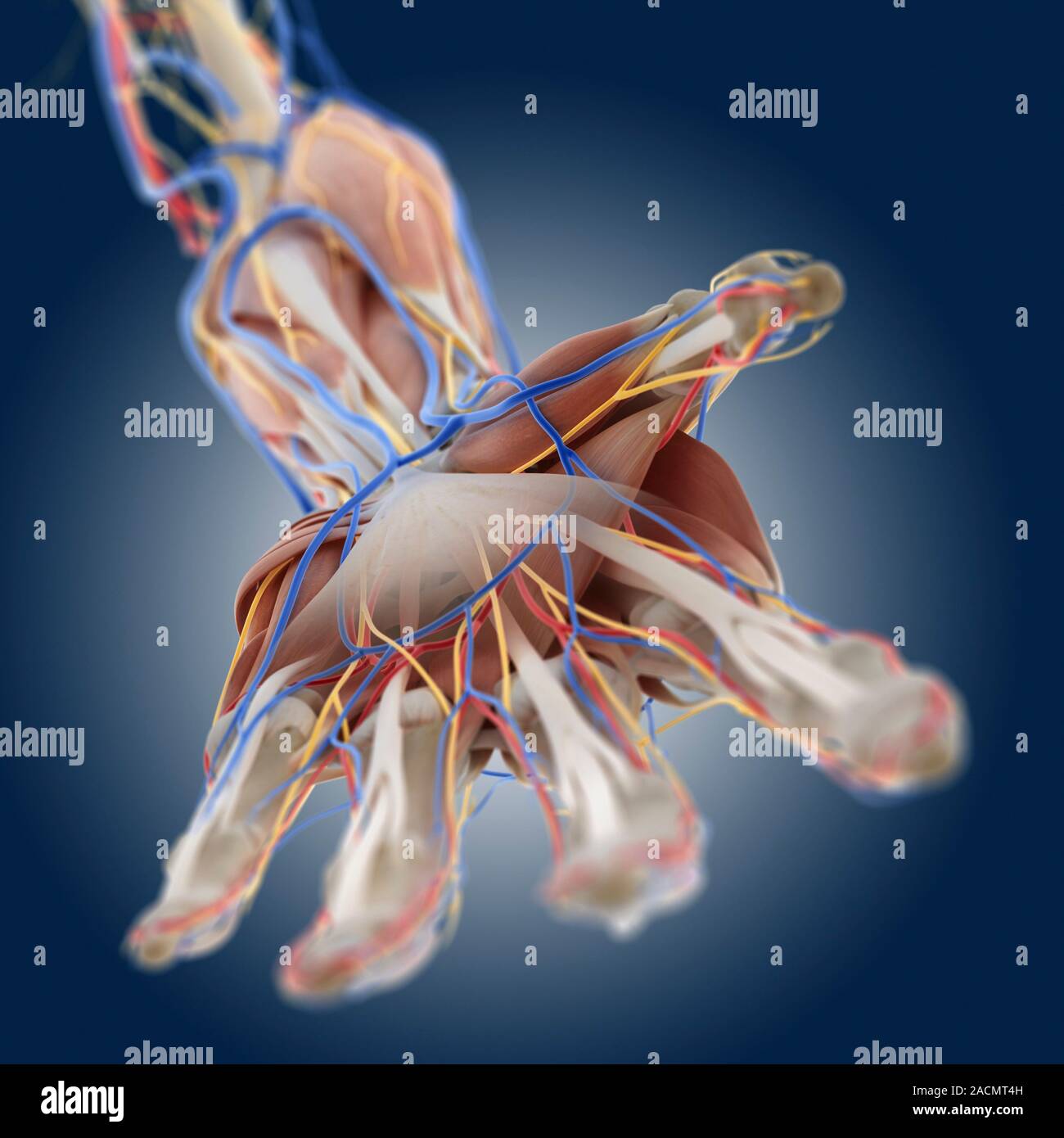 Hand Anatomie. Computer artwork Zeigt die Anatomie der Handfläche ...