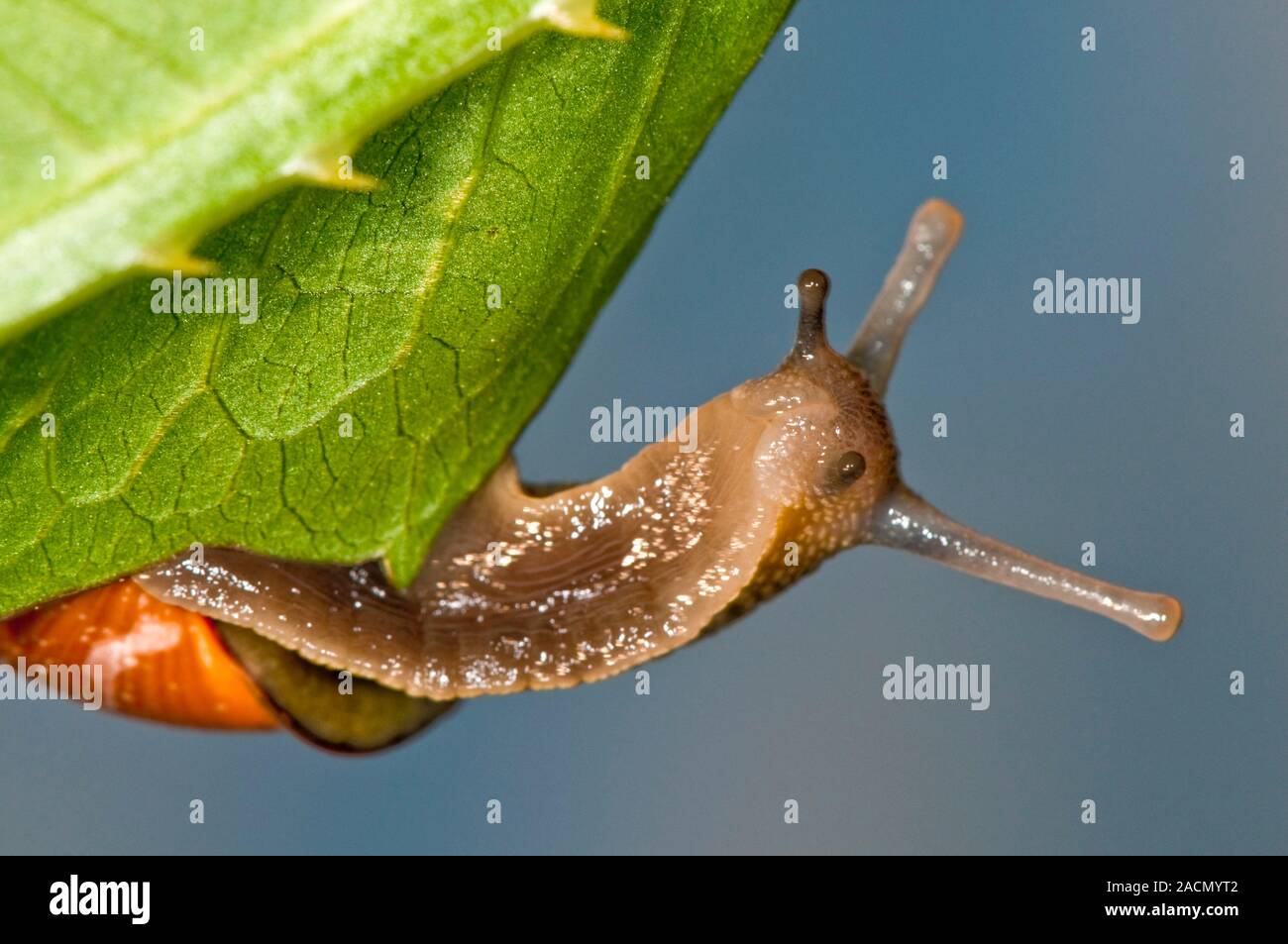 Garten schnecke auf einem Blatt. Garten Schnecken (Helix aspersa) sind ...