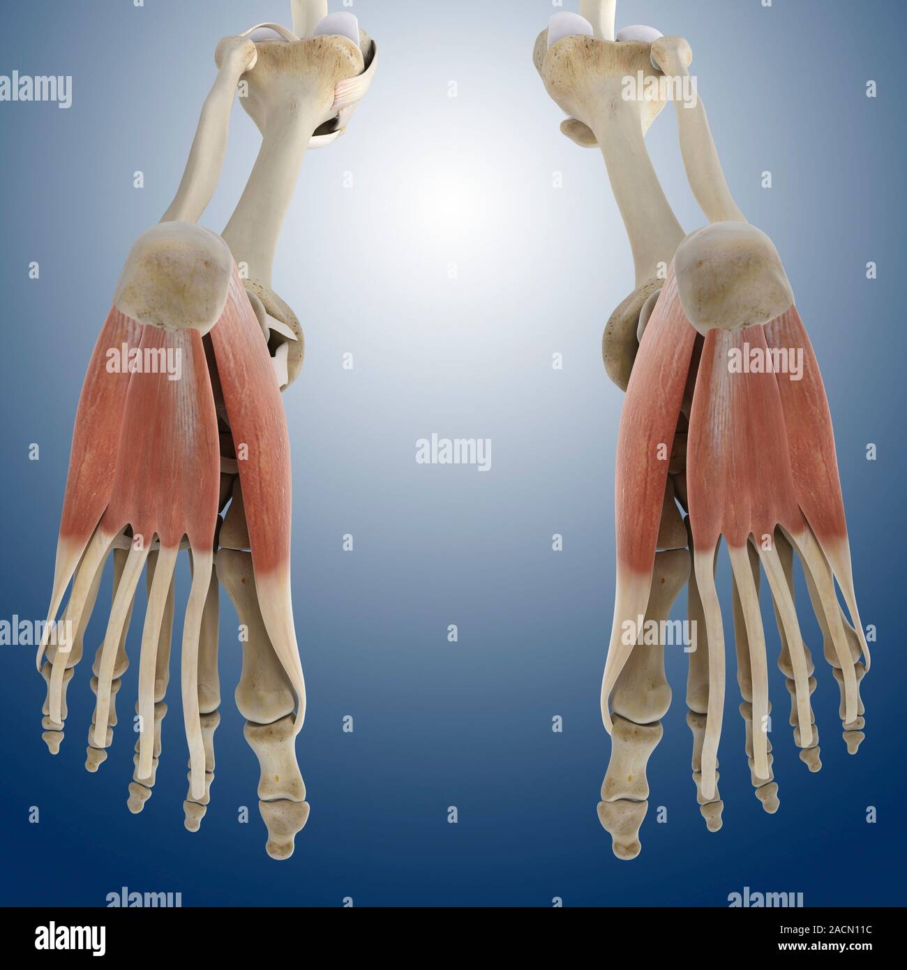 Fuß Muskeln. Computer artwork einer Ansicht von unten einige der ...