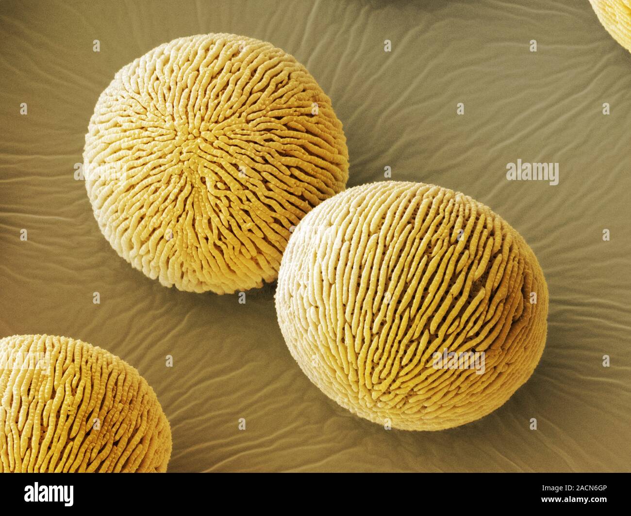 Brugmansia sp. 'Heaven Scent' Pollenkörner, Farbig Scanning Electron ...