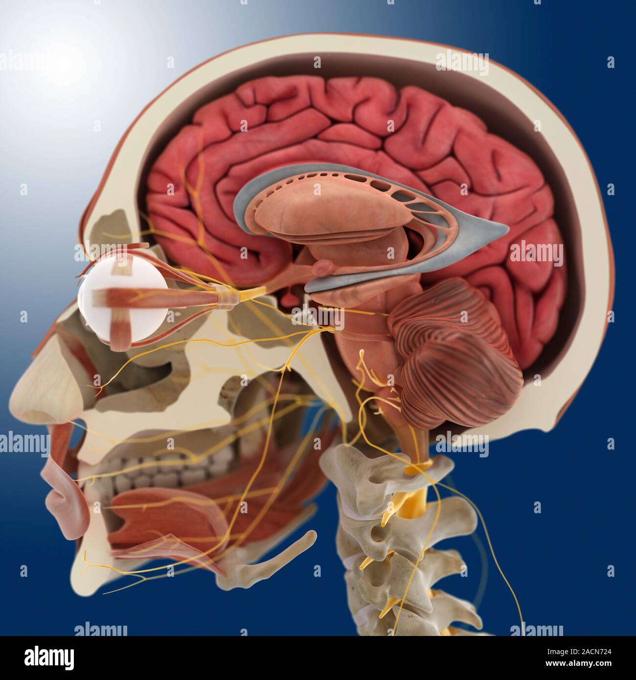 Kopf Anatomie. Computer Anatomie einer Sagittalschnitt durch den ...