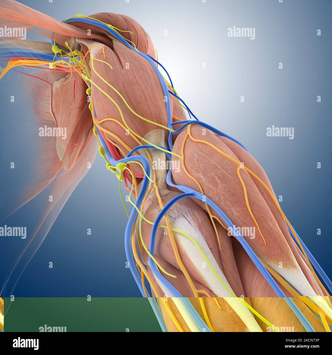 Arm Anatomie. Computer artwork Darstellung der Muskeln (braun), Bänder ...