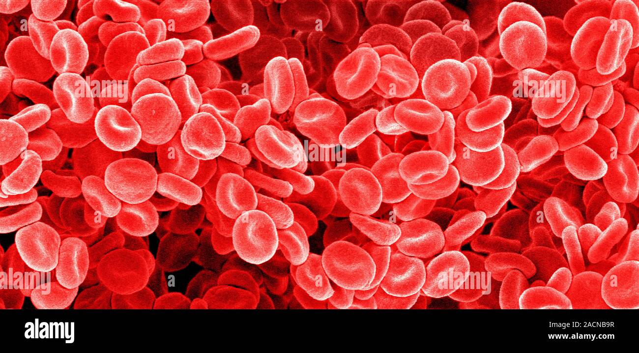 Die roten Blutkörperchen. Farbige Scanning Electron Micrograph (SEM ...