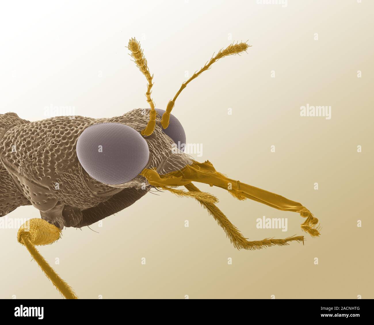 Rove beetle. Farbige Scanning Electron Micrograph (SEM) der Kopf einer ...