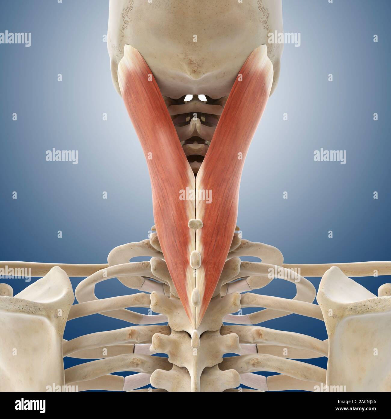 Hals Muskel. Computer Artwork zeigt die splenius capitis Muskel im ...