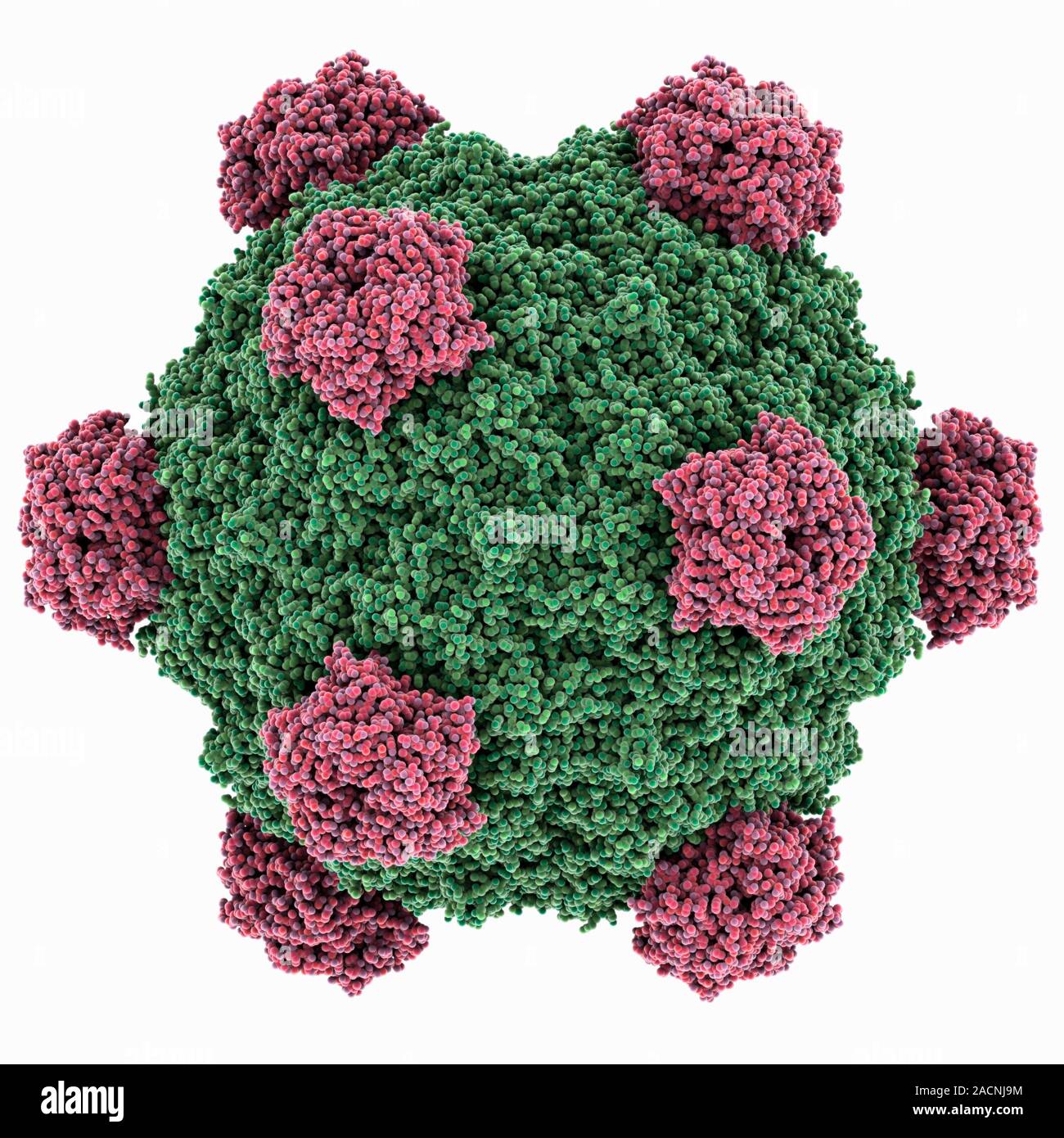 Alpha 3 Bakteriophage Kapsid, molekulare Modell. Bakteriophagen sind ...