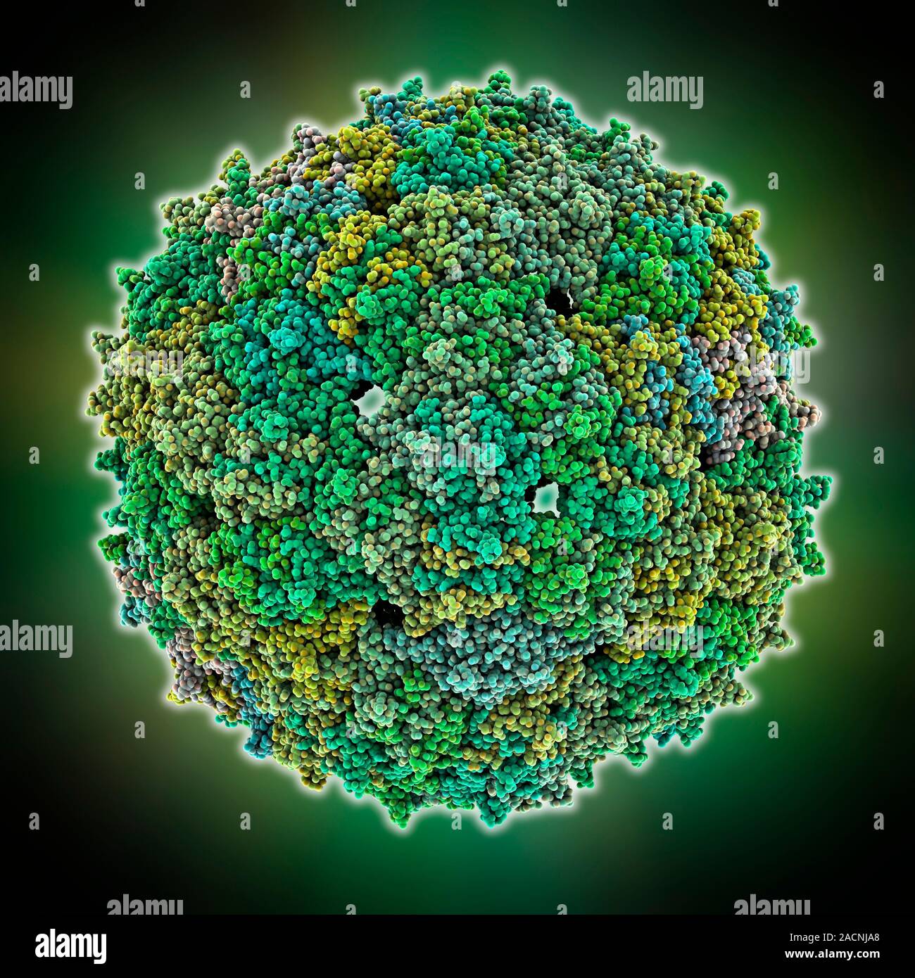 GA bakteriophage Kapsid, molekulare Modell. Bakteriophagen sind Viren ...