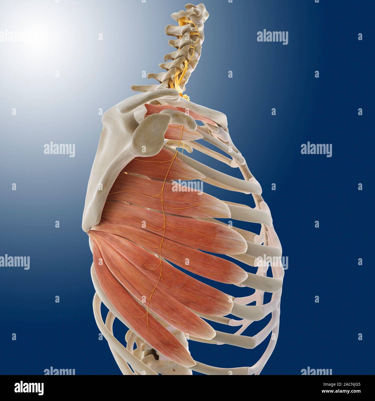 Brustmuskulatur. Computer artwork Der serratus anterior Muskeln der ...