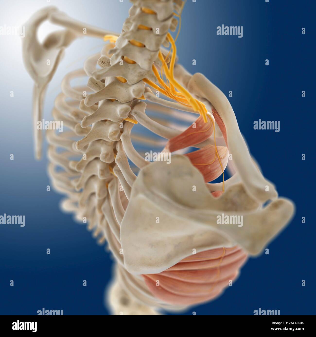 Brustmuskulatur. Computer artwork Der serratus anterior Muskeln der ...