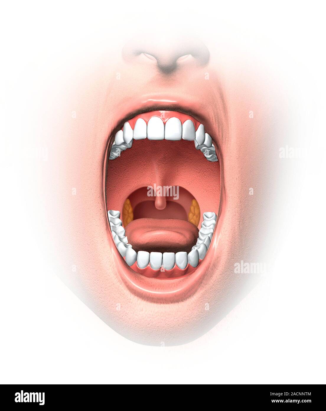 Mund. Computer Artwork zeigt die Anatomie des menschlichen Mund. Zu ...