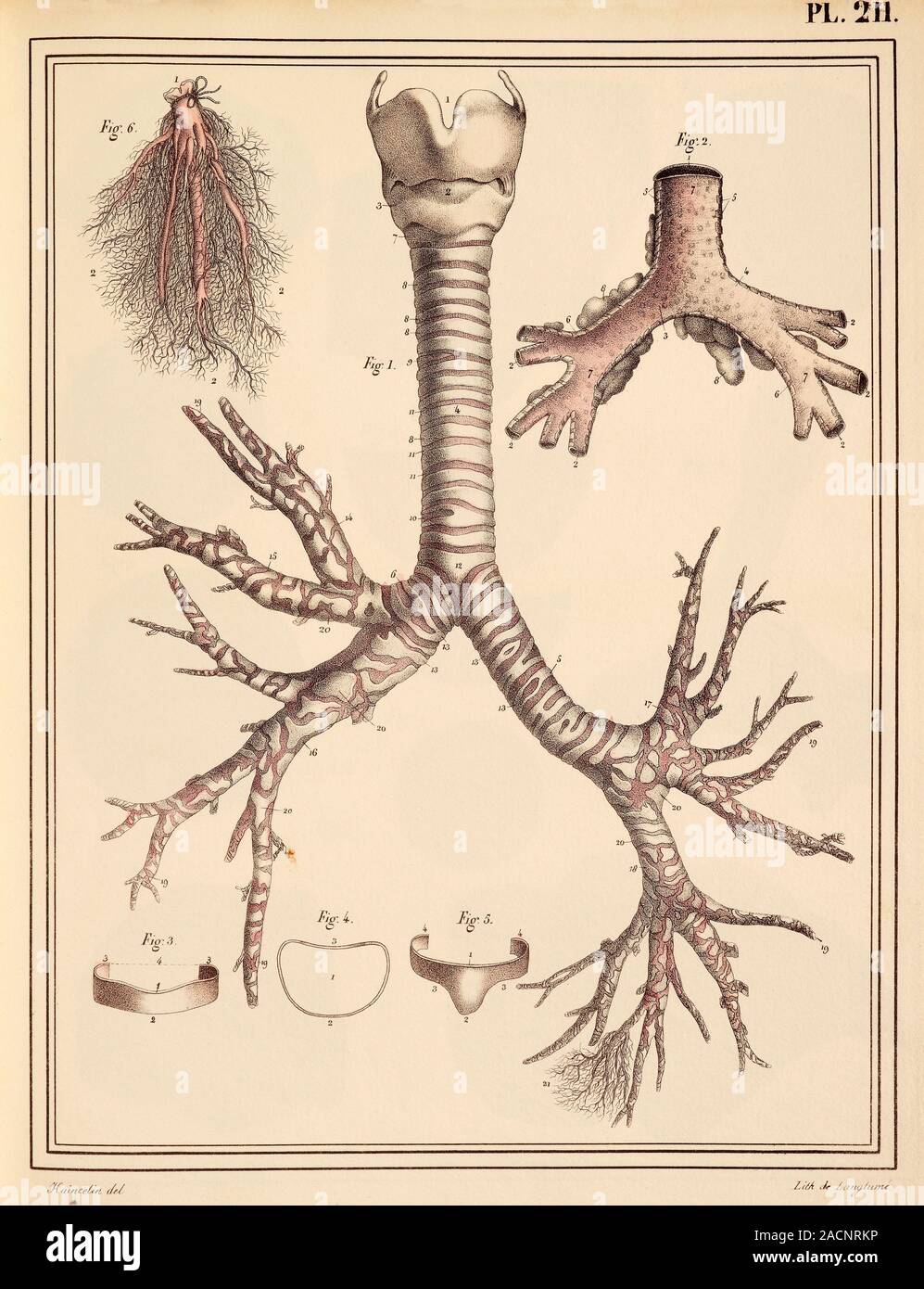 Bronchien, Lunge Anatomie. Die Abbildung zeigt den Kehlkopf, die ...