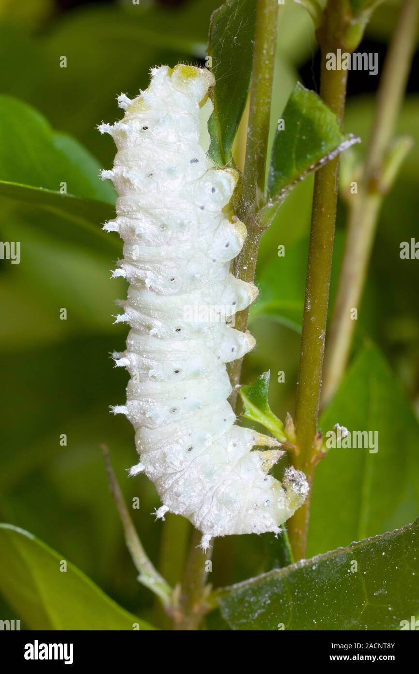 Eine Larve (Caterpillar) Der Saturnid motte Samia Cynthia, über ecdysis ...