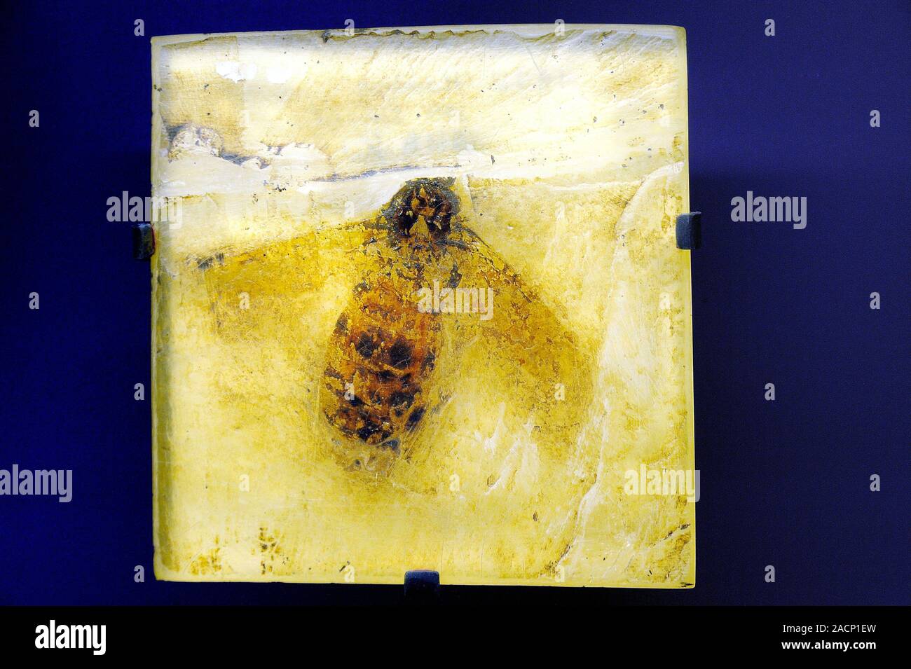 Prähistorische giant Ant fossil. Versteinerte Überreste einer Formicium ...