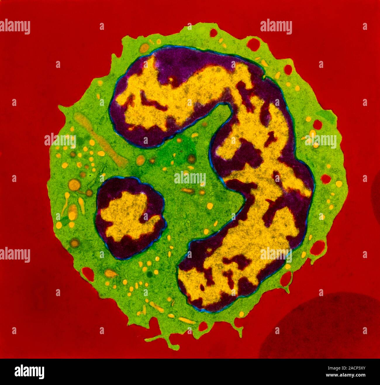 Granulozyten Leukozyten. Farbige Transmission Electron Micrograph (TEM ...