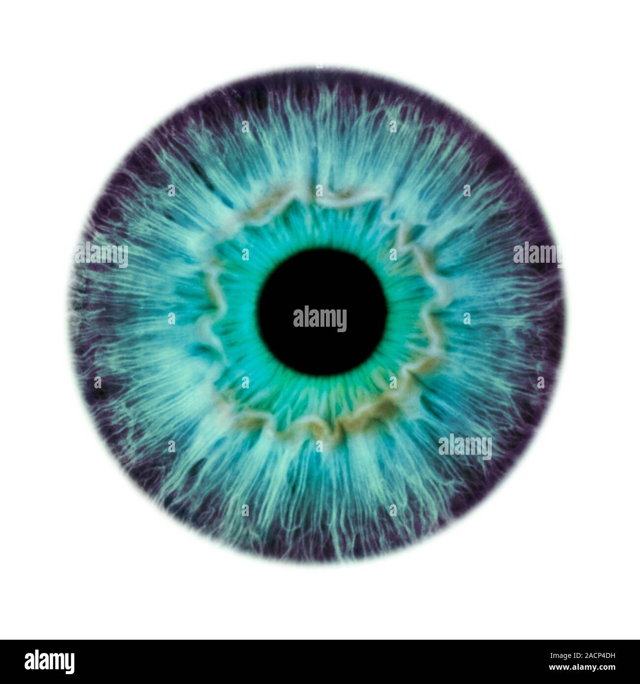 Menschliche Auge. Nahaufnahme der Iris und Pupille des Auges. Die Iris ...