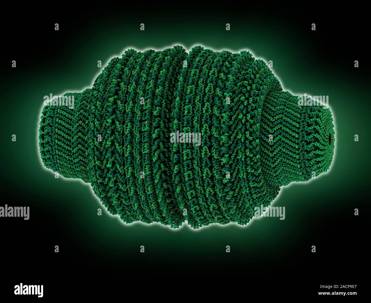 Vault zytoplasmatische ribonucleoprotein, molekulare Modell. Dieses ...