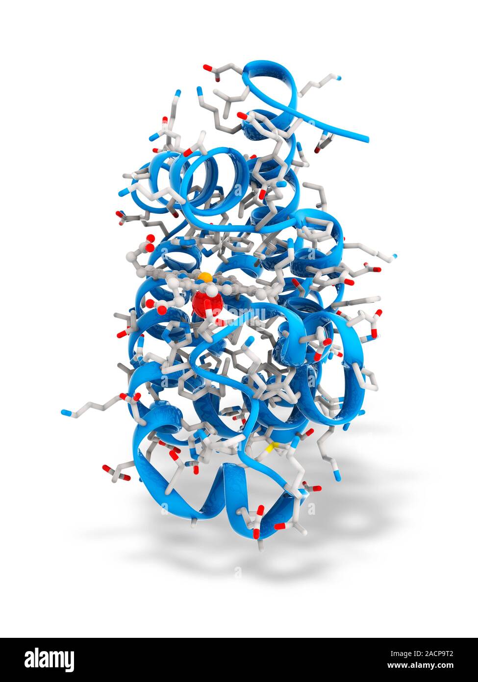 Myoglobin Molekül. Computer Modell für den Aufbau eines Myoglobin ...