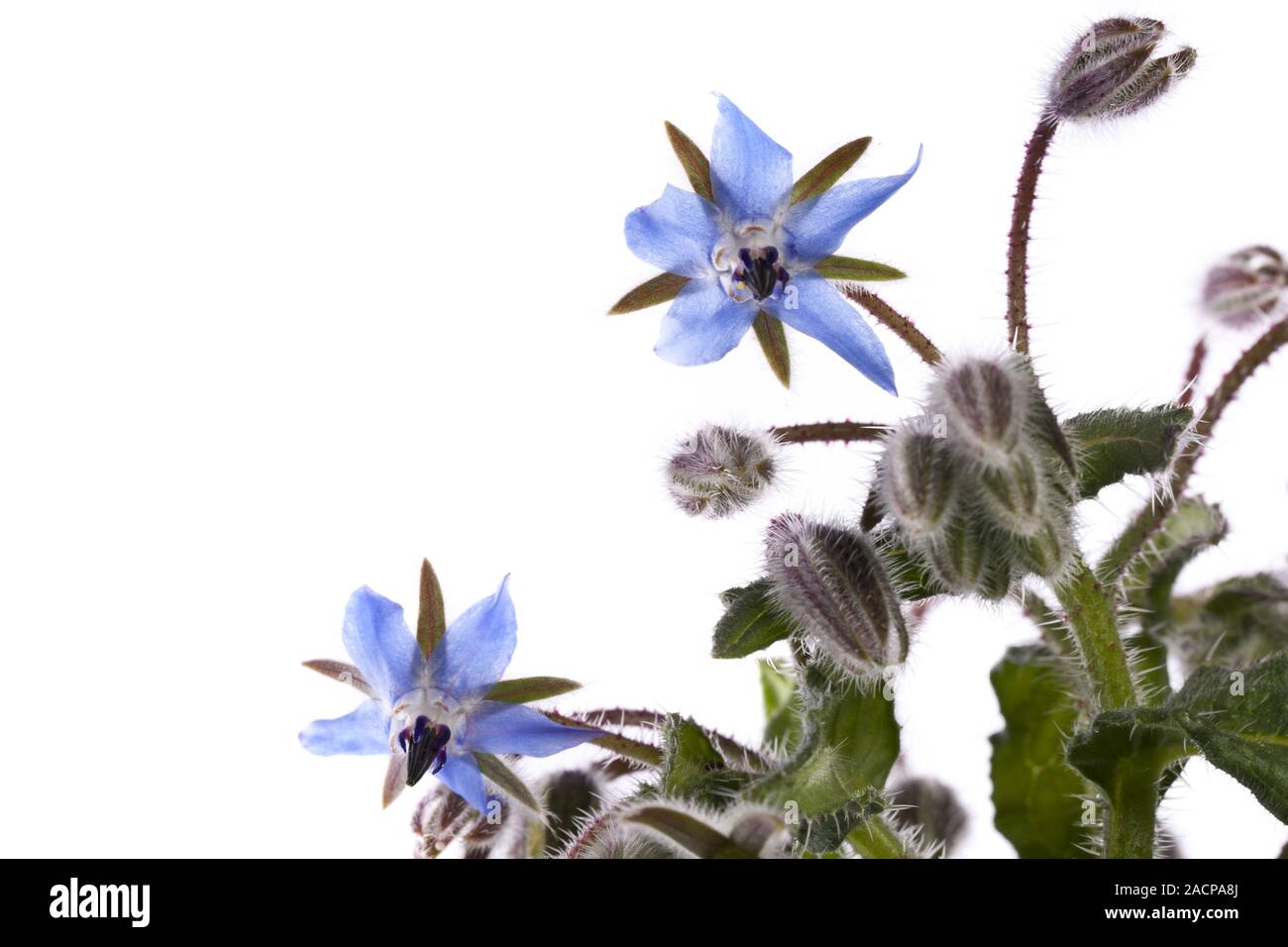 Borretsch blumendetail -Fotos und -Bildmaterial in hoher Auflösung – Alamy