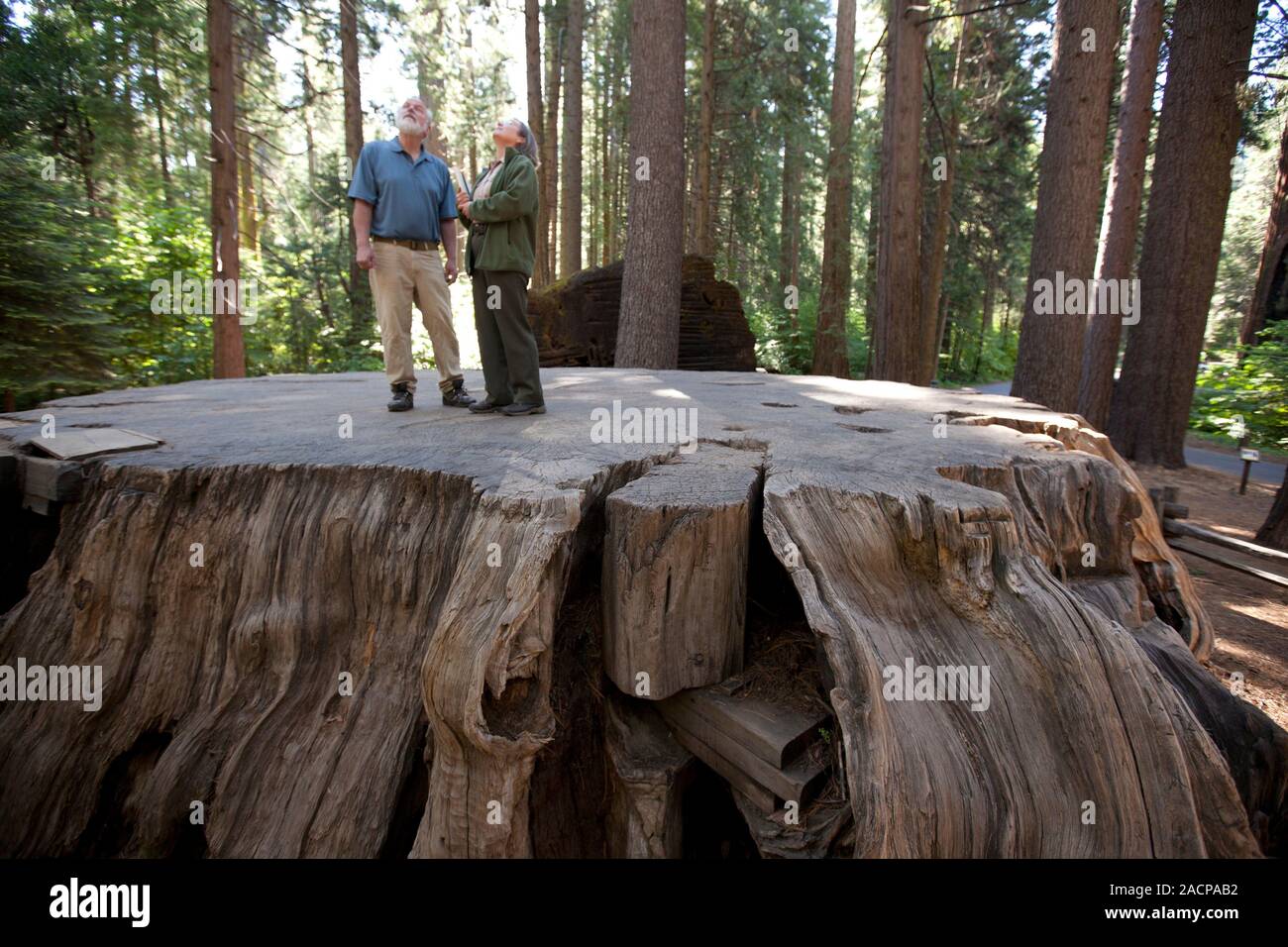 Riesige Mammutbaum (sequoiadendron giganteum) Baumstumpf. Diese stumpf ...