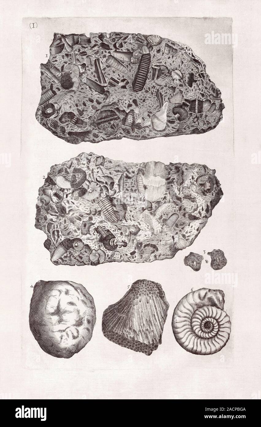 Marine Fossilien, Kunstwerke aus dem 18. Jahrhundert. Die ammoniter ist ...