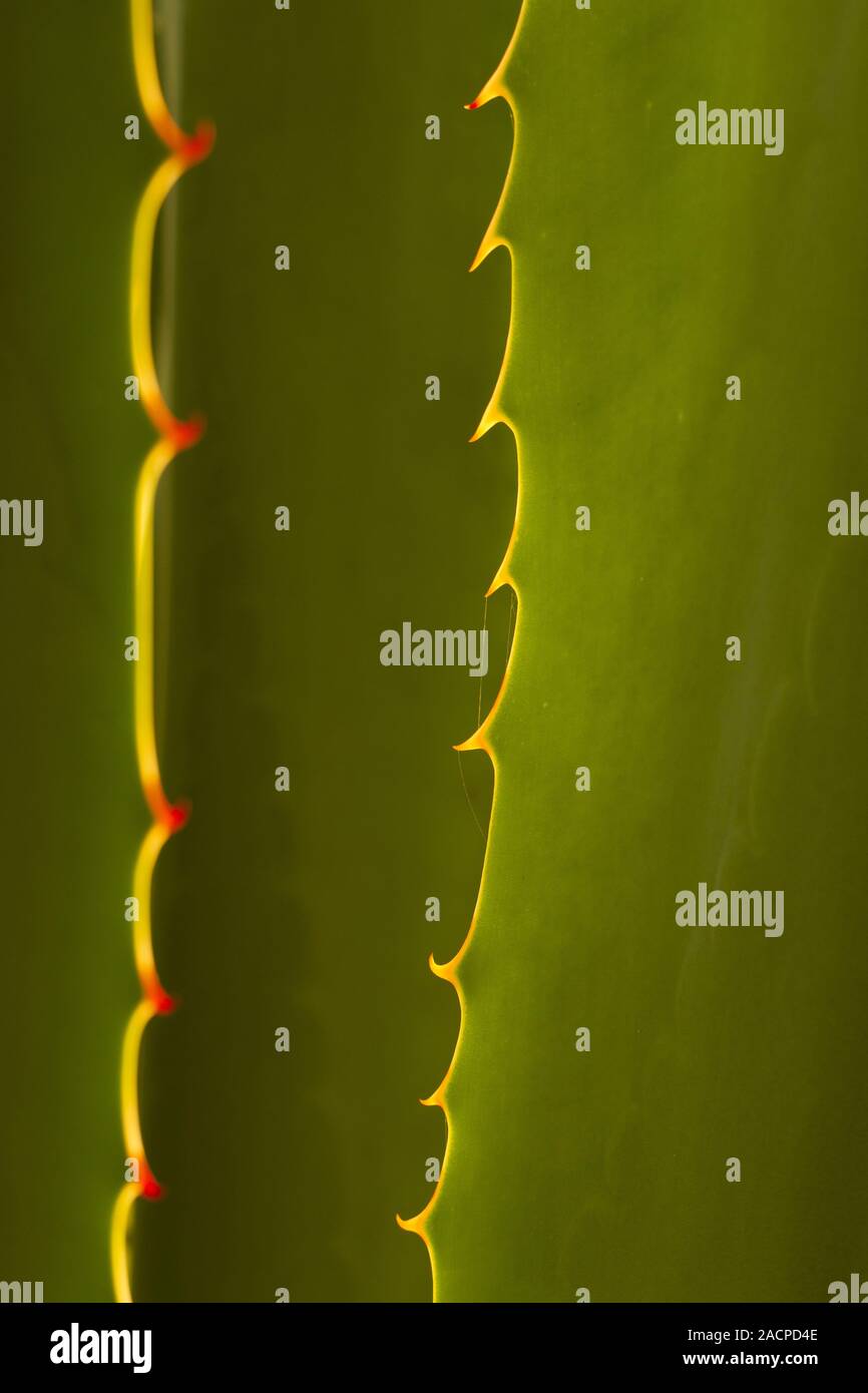 Cactus spikes -Fotos und -Bildmaterial in hoher Auflösung – Alamy