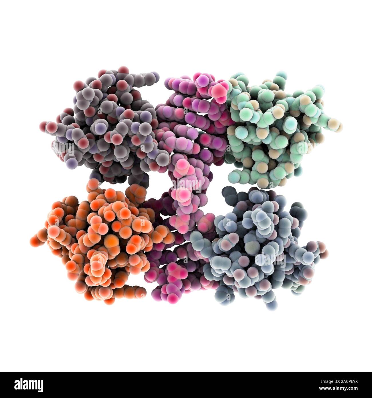 Z-Z DNA-Kreuzung. Molekulare Modell einer Kreuzung zwischen zwei ...