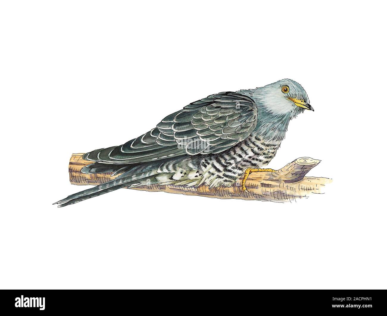 Gemeinsame Kuckuck (Cuculus canorus), Artwork. Gemeinsame Kuckucke sind ...