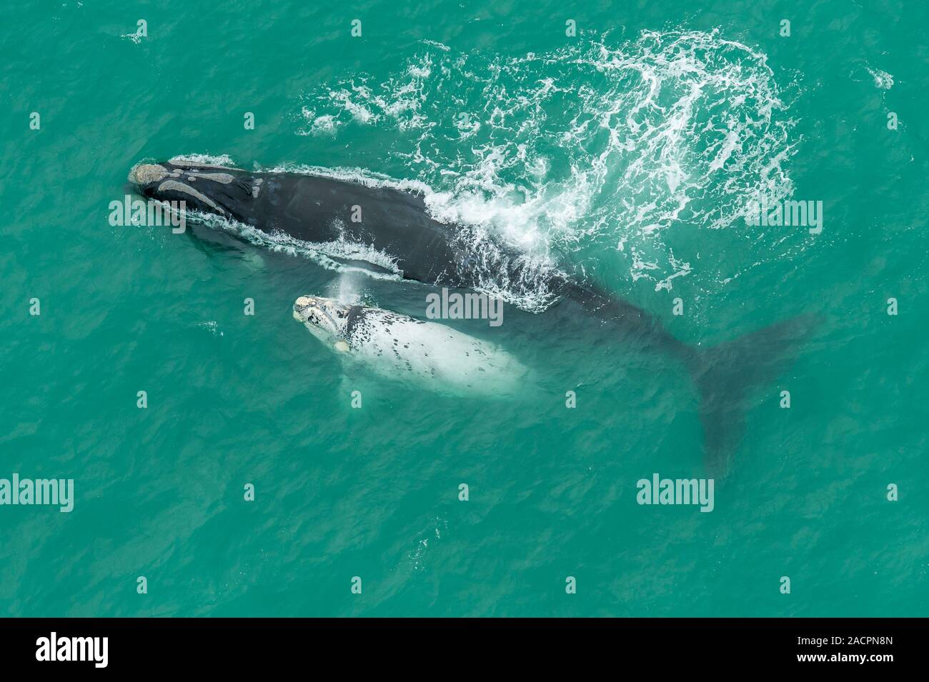 Weibliche Südkaper (Eubalaena australis) und Ihr albino Kalb. Die ...