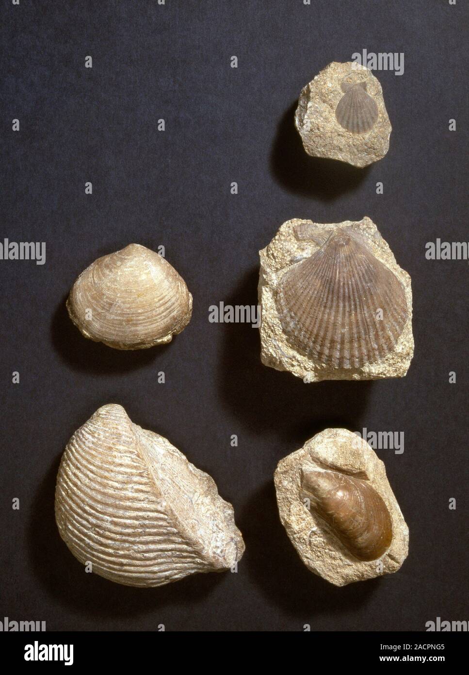 Lebende Fossilien. Muscheln sind geschälte Muscheln, die im mittleren ...