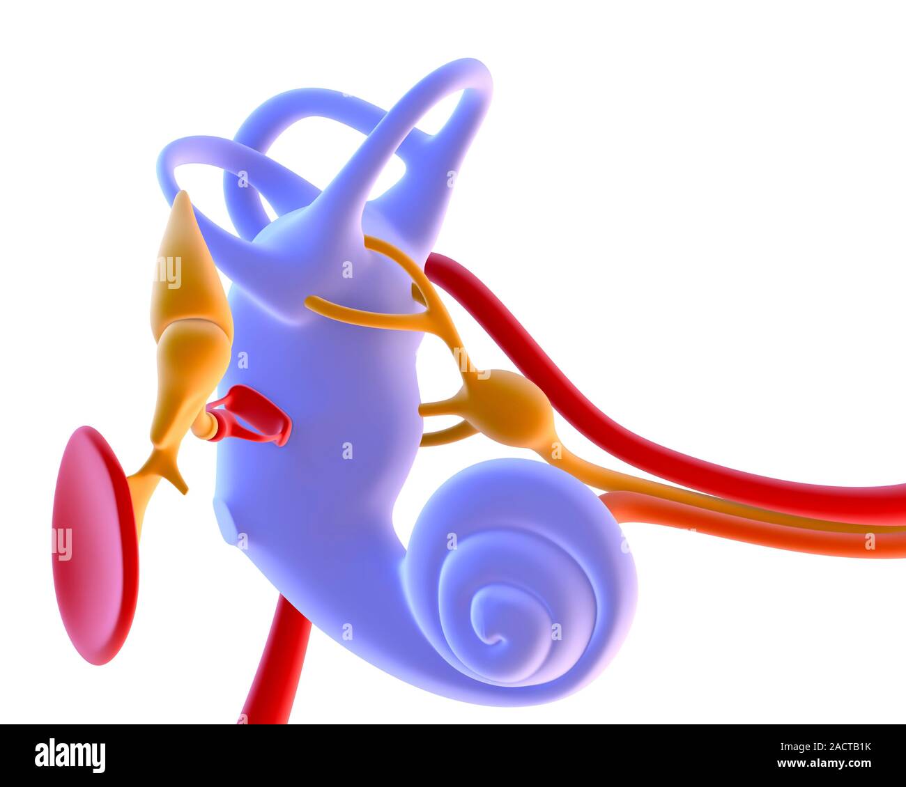Innenohr Anatomie. Computer Artwork, einen Abschnitt über den inneren ...