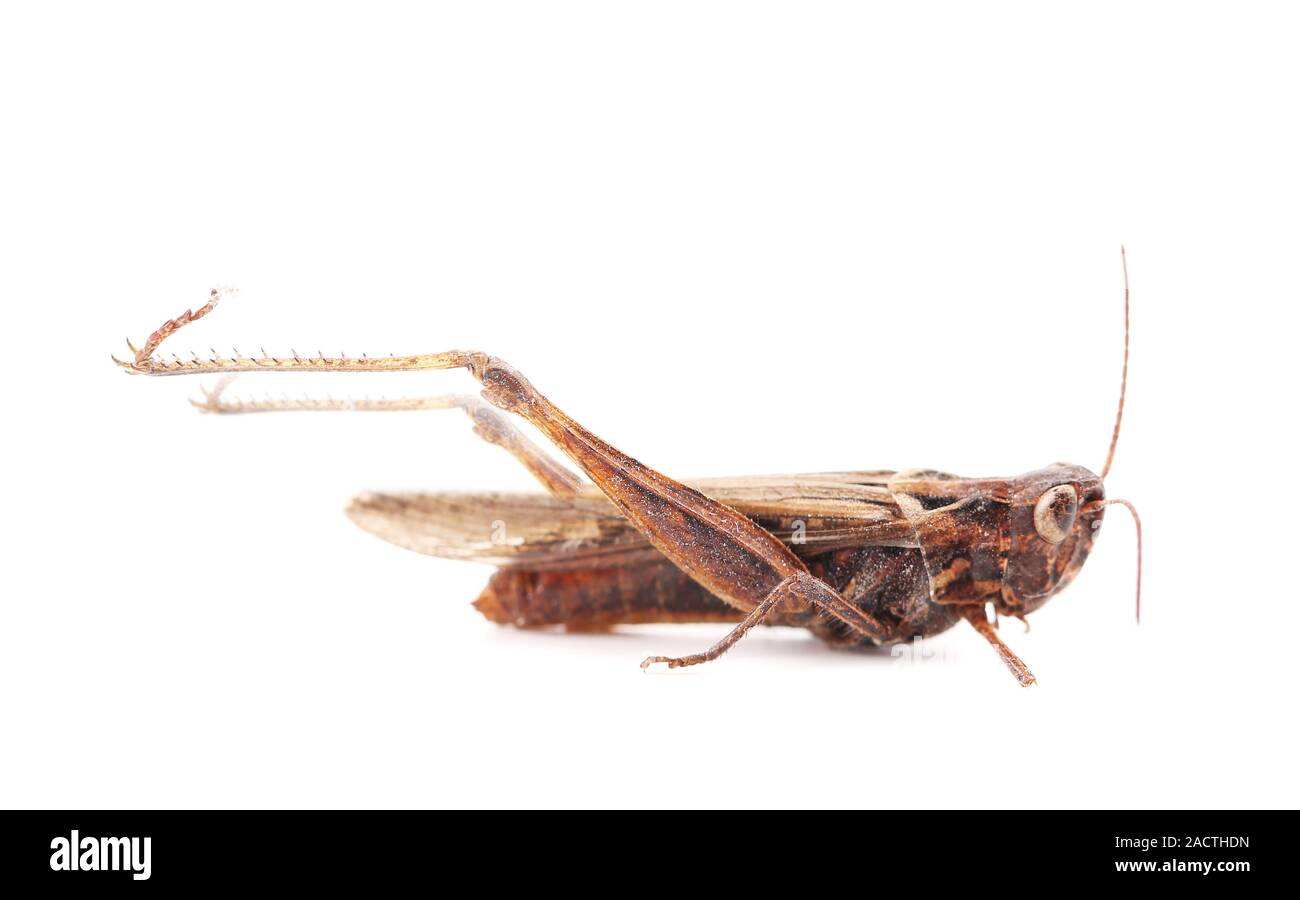 Getrocknete heuschrecke -Fotos und -Bildmaterial in hoher Auflösung – Alamy