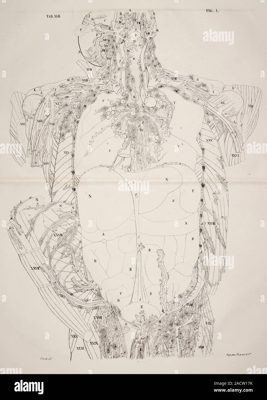 Anatomische Zeichnung, Hals, Thorax, innere Organe, Darm, Magen, Leber ...
