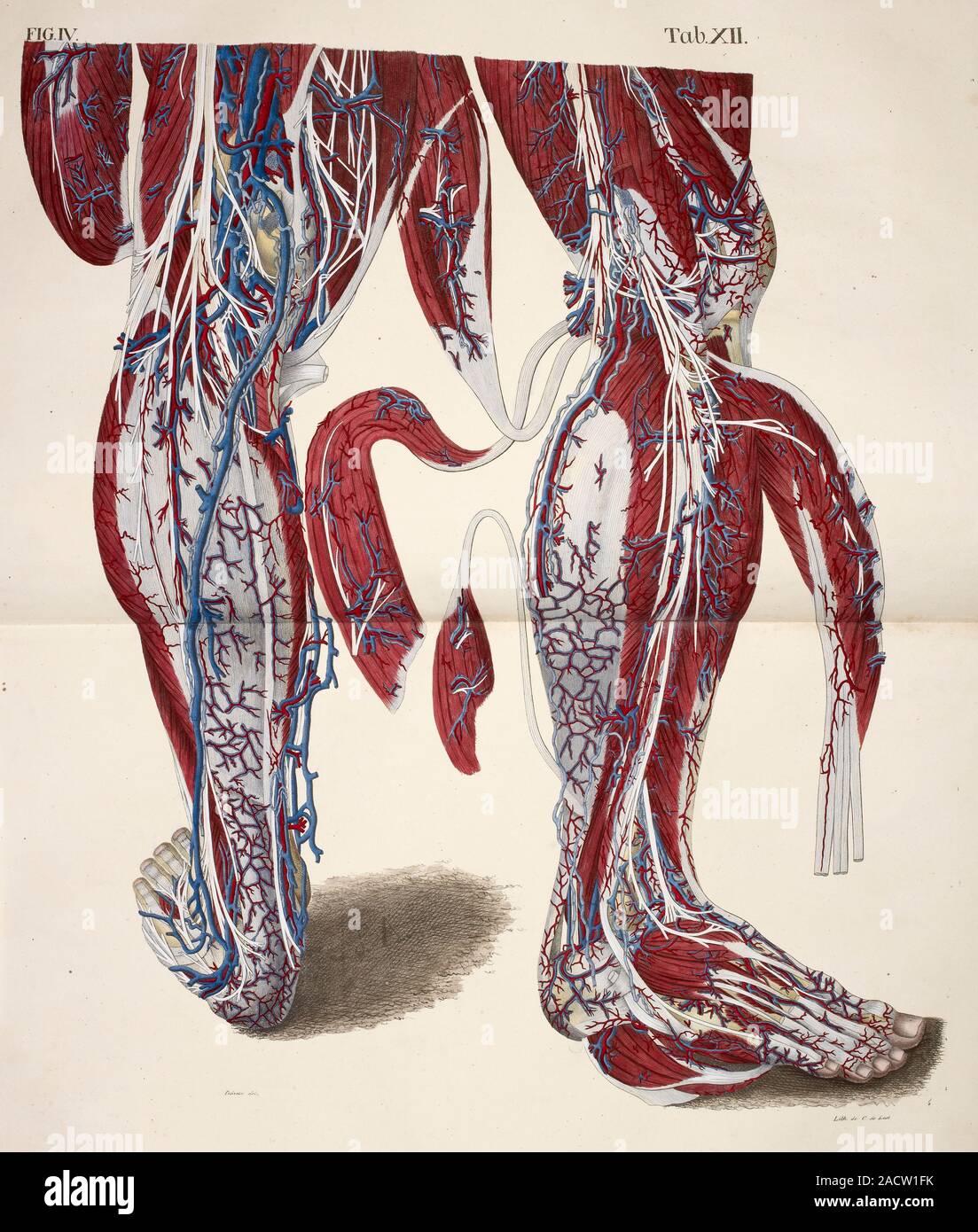 Anatomische Zeichnung der Muskulatur, die Rückseite der Beine, Waden ...