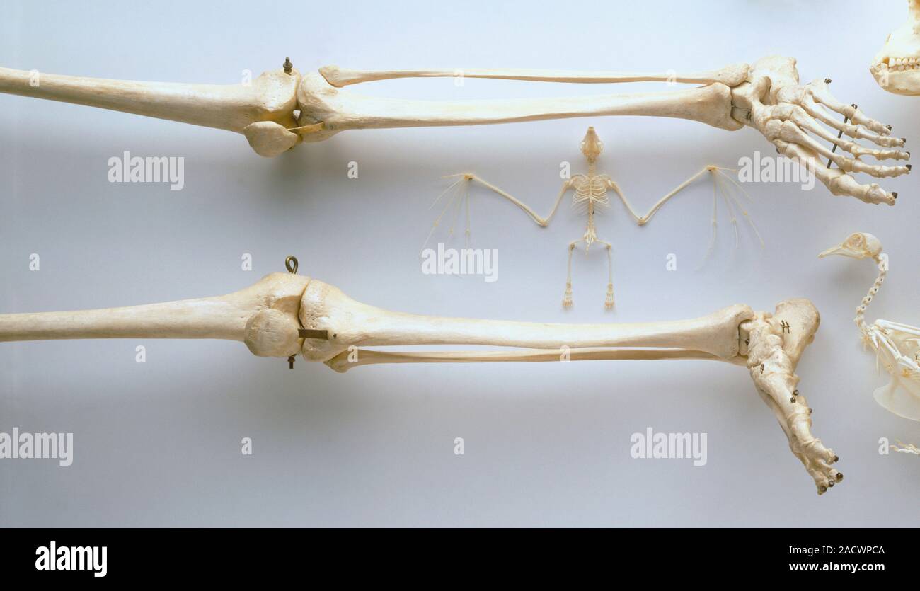 Beine und Füße des menschlichen Skeletts, Oberschenkel Knochen, Knie ...