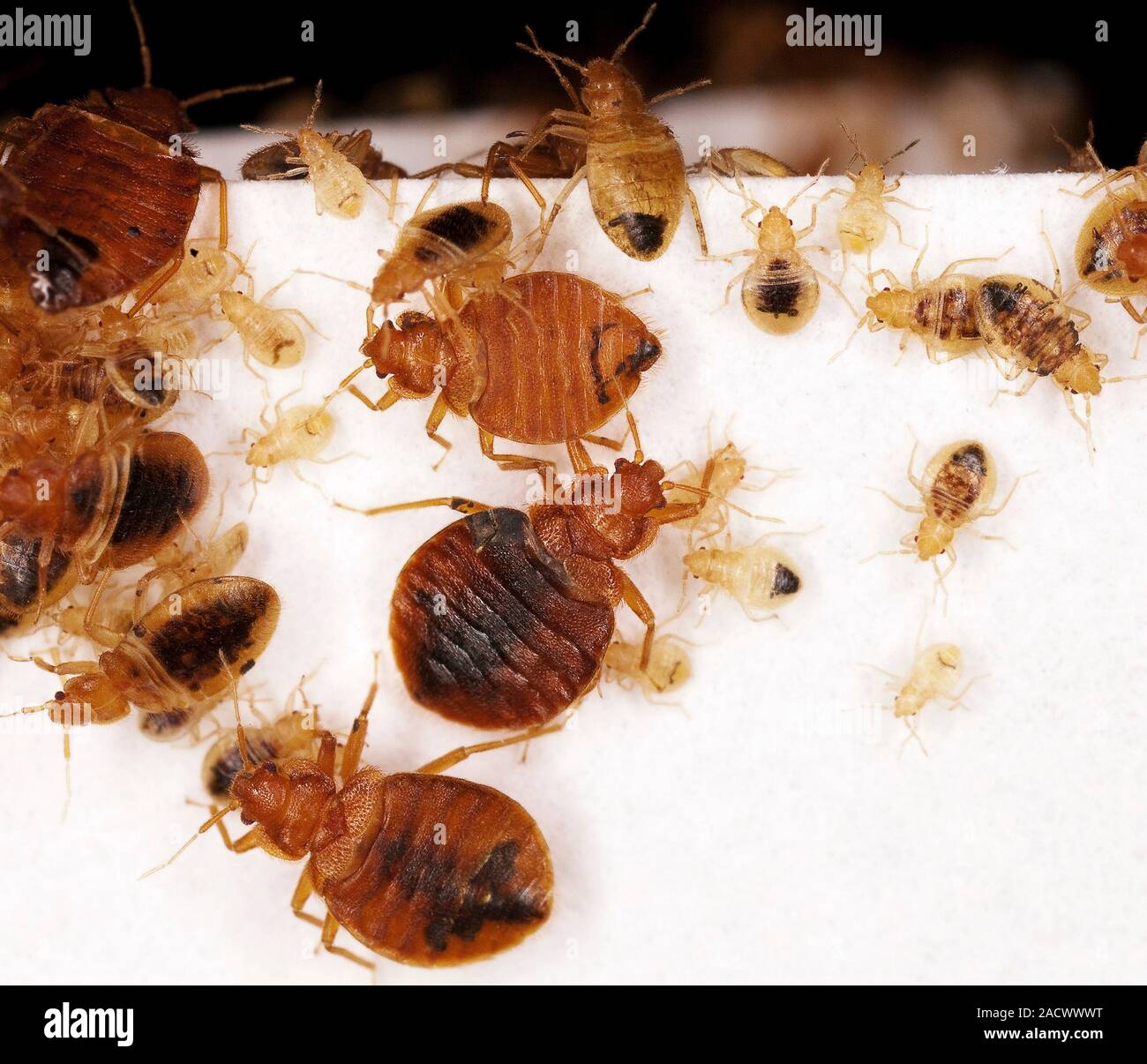 Bed Bug Erwachsene und Nymphen (unreife Formen). Bettwanzen sind ...