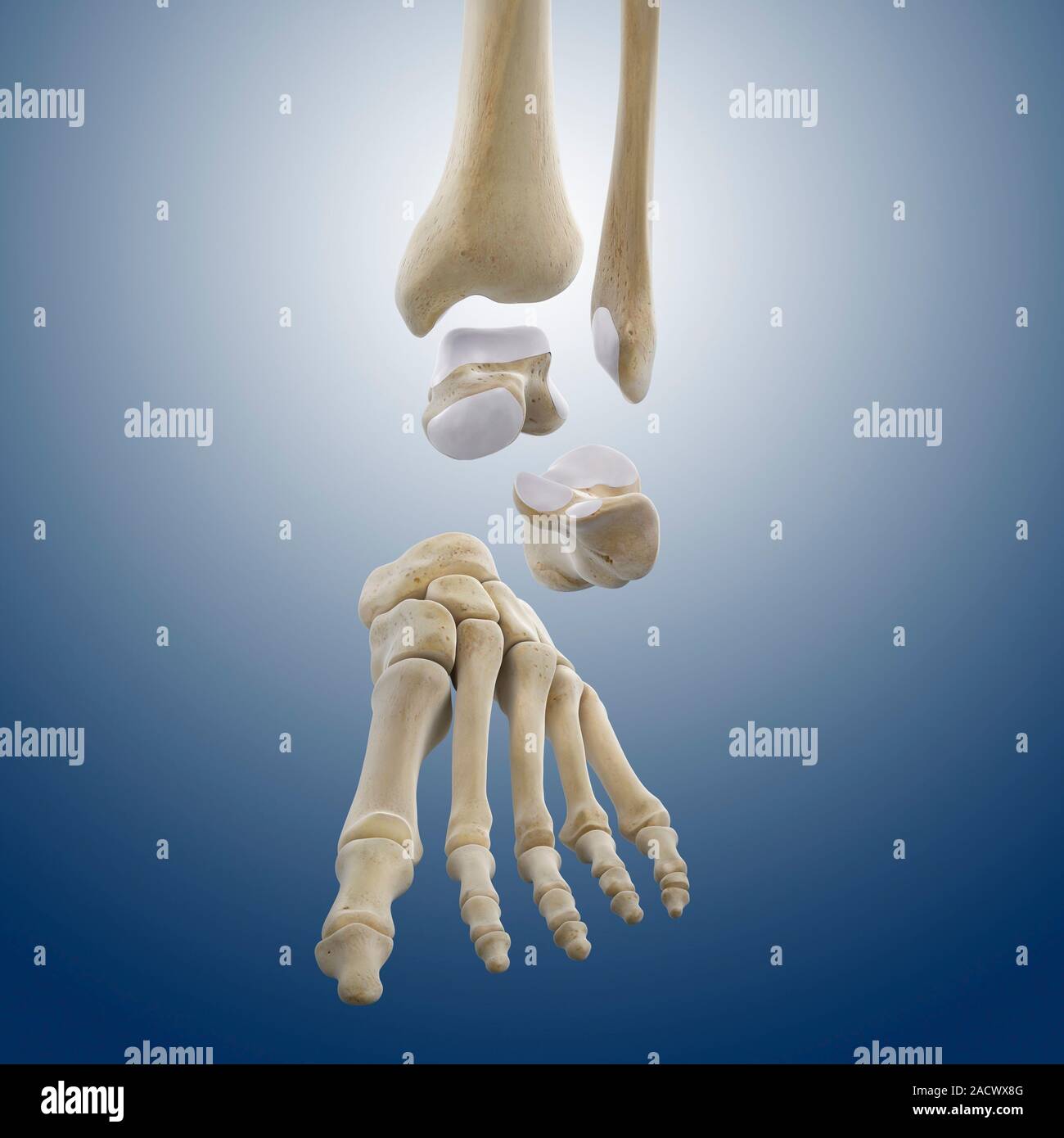 Sprunggelenk Anatomie. Kunstwerk eines frontalen (anterior) Einzelteile ...