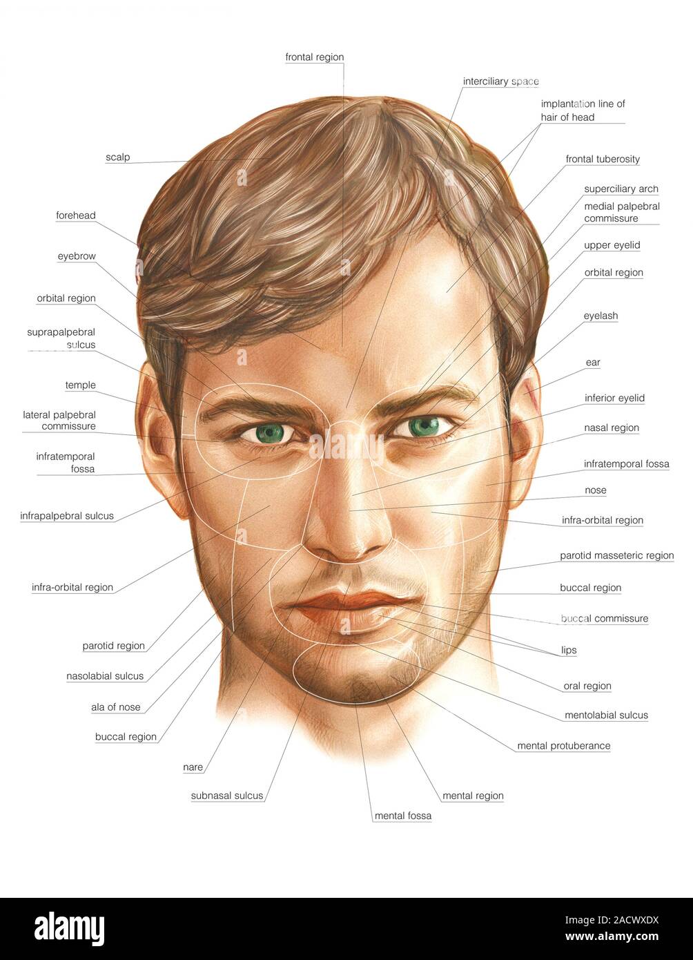 Abbildung: der Kopf der Männchen. Das anteriore Ansicht mit ...