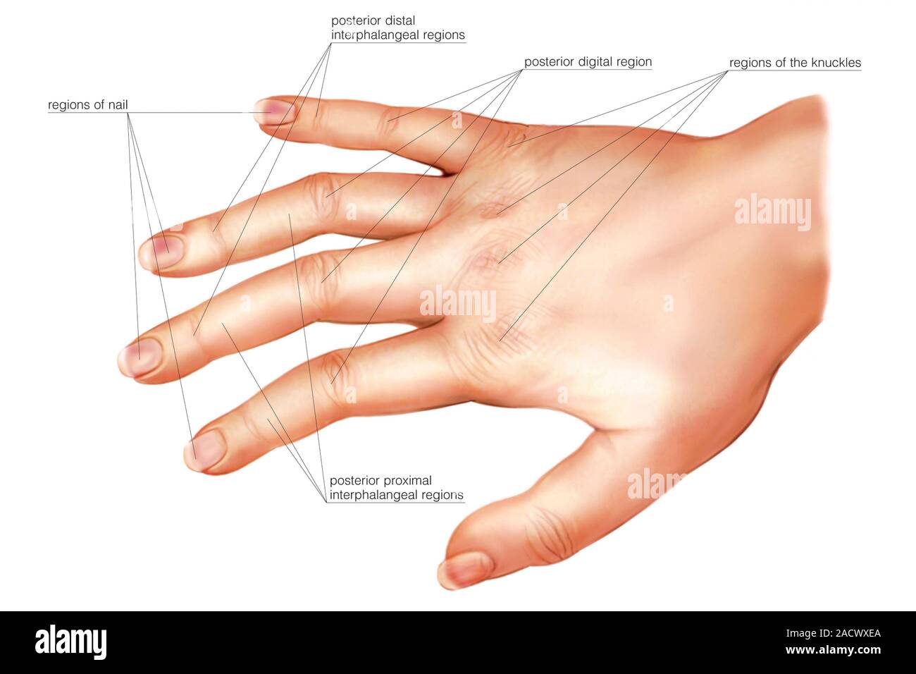 Darstellung der anatomischen Regionen der Hand. Diese dorsalansicht mit Beschriftungen wird von ...