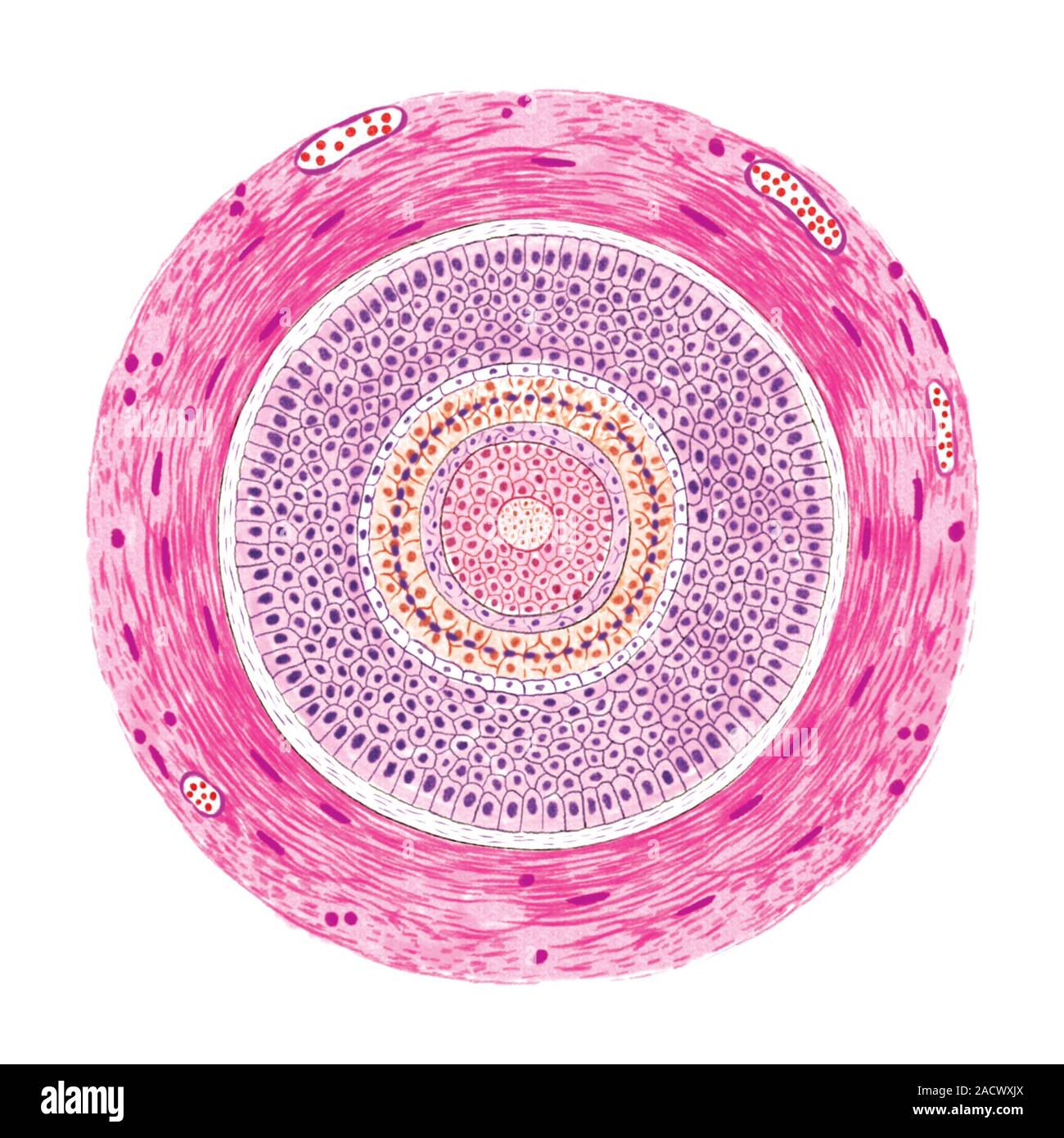 Darstellung der Querschnitt der Haarfollikel. Diese Abbildung wird von ...