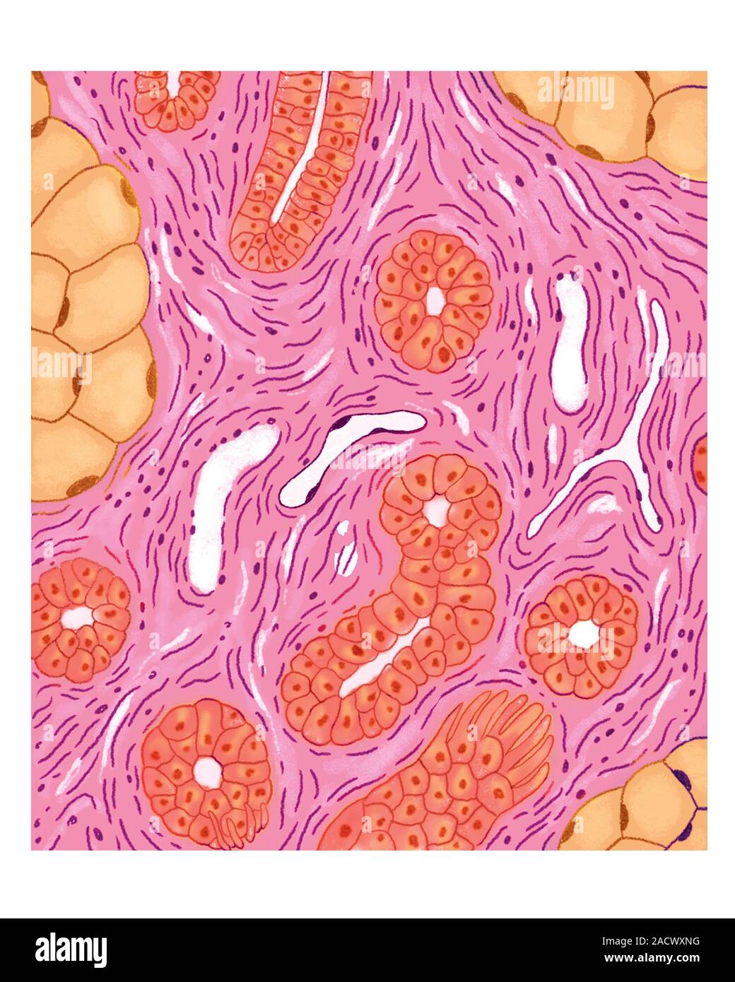 Abbildung: Merokrine Schweißdrüsen. Diese Abbildung wird von "Asklepios ...