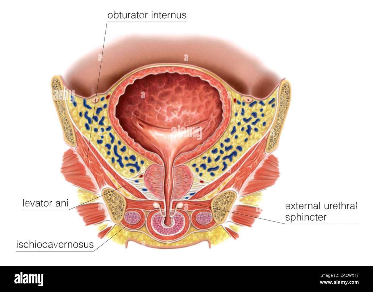 Darstellung der Struktur der glatten Muskulatur in der Prostata und Harnblase. Diese Bezeichnung ...