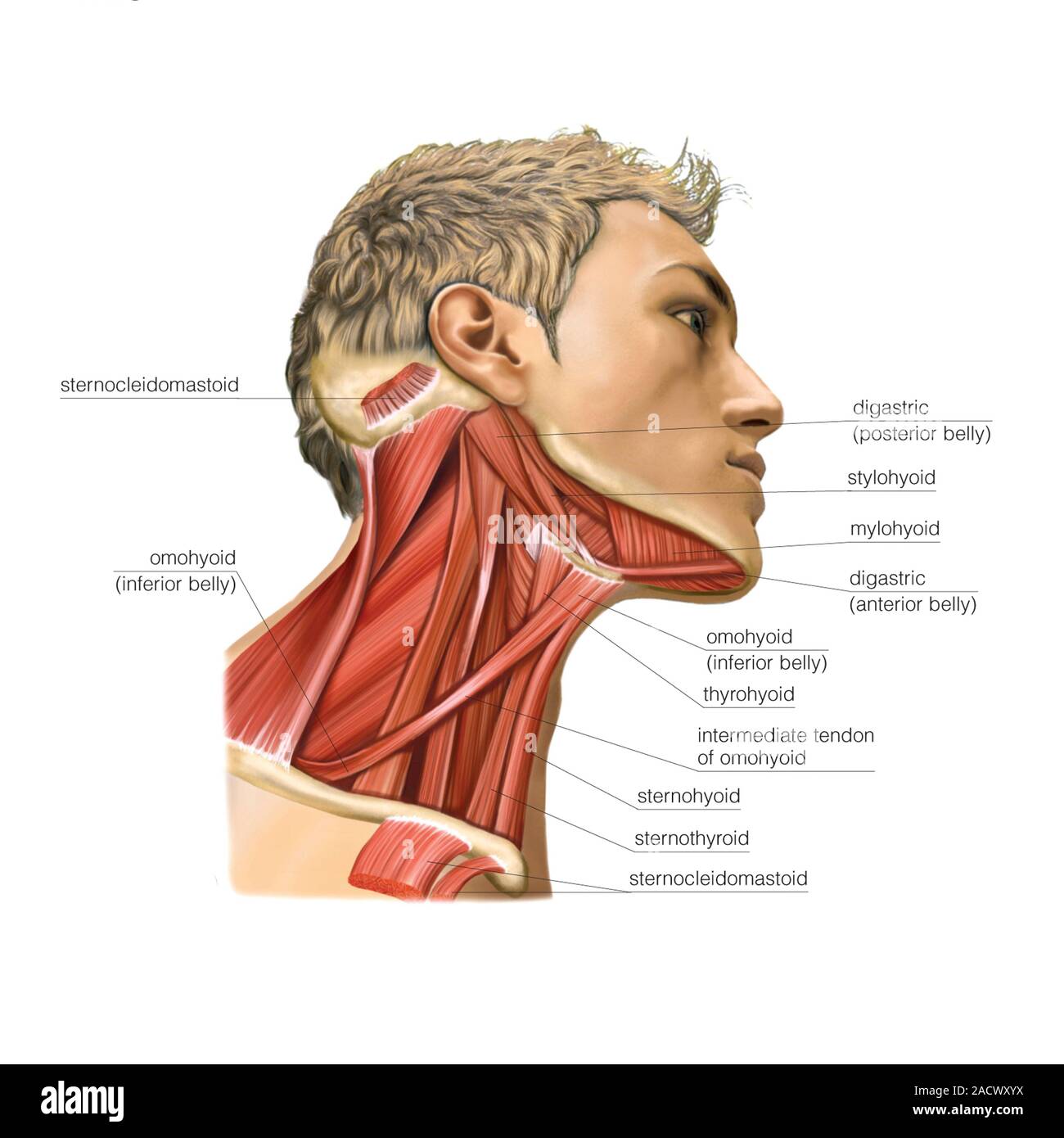 Abbildung: die Muskeln des Halses und der hyoid Muskeln. Dieses Recht ...