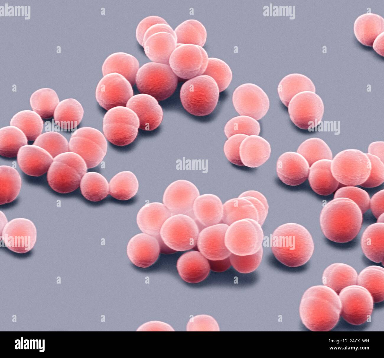 Staphylococcus epidermidis Bakterien, farbige Scanning Electron ...