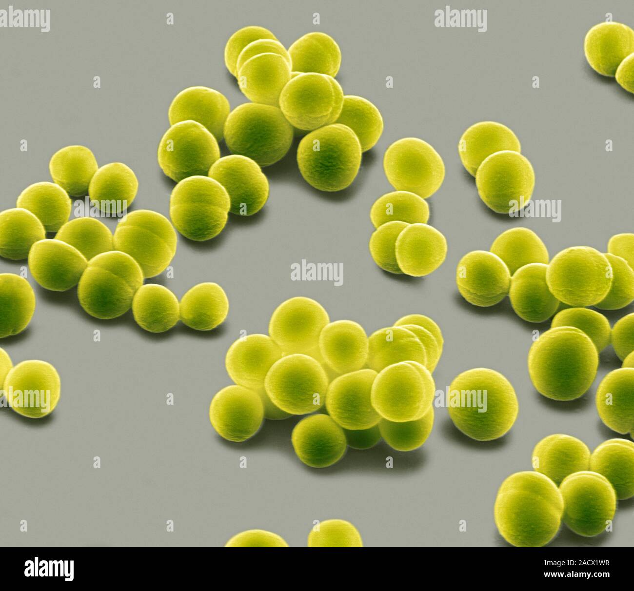 Staphylococcus epidermidis Bakterien, farbige Scanning Electron ...