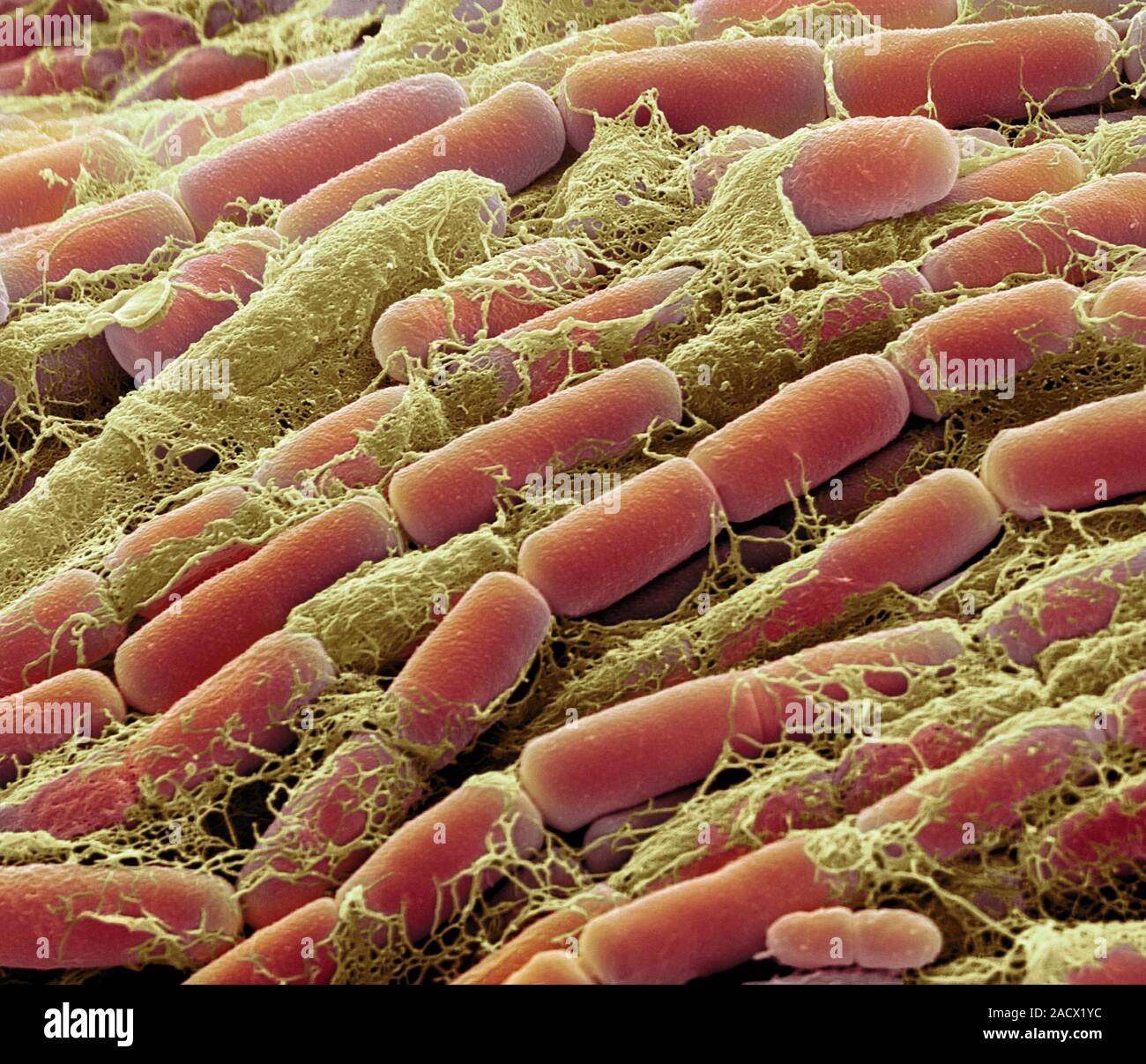 Bacillus megaterium Bakterien, farbige Scanning Electron Micrograph ...