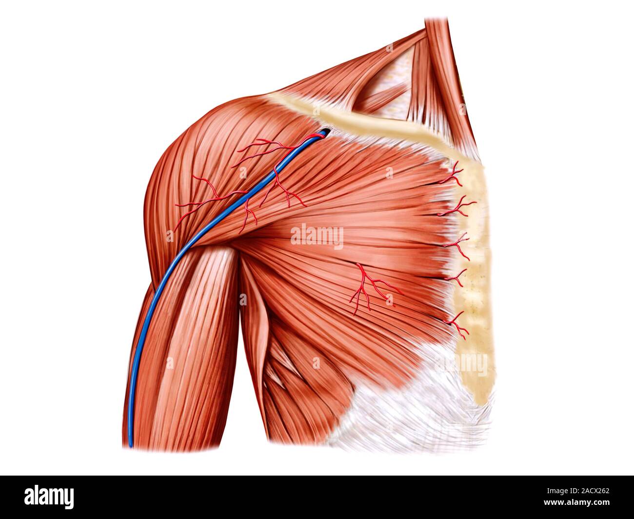 Abbildung: die Muskeln der Schulter. Dies ist eine anteriore ...