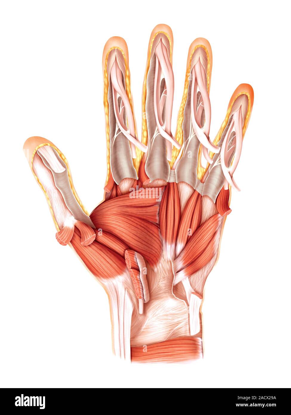 Abbildung: die Muskeln der Hand. Dies ist ein Palmar tiefen Blick auf ...